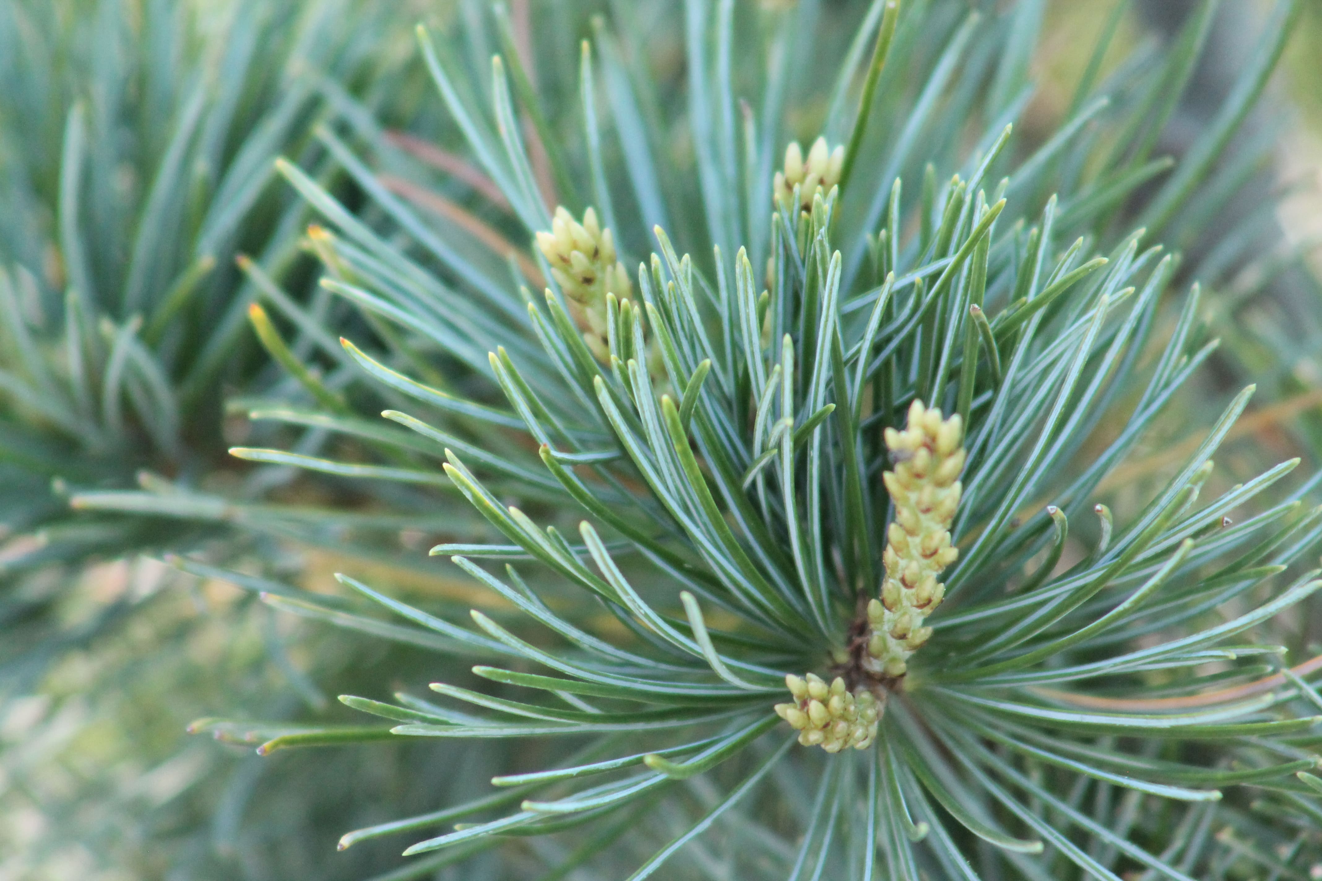 Japanese white pine, our complete guide